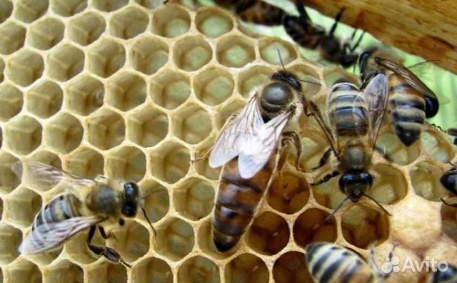 Пчелы матки плодные