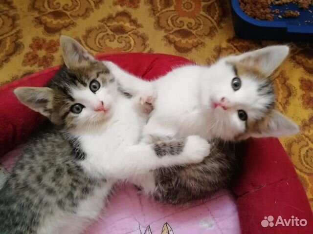 Малыши бобтейлы