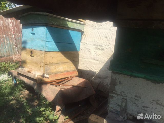 Продам пчелосемьи два улика