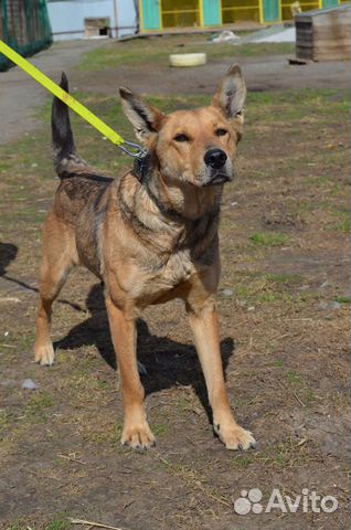 Собака Ф О Р Т У Н А