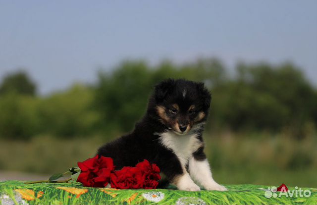 Щенки шелти, триколорные