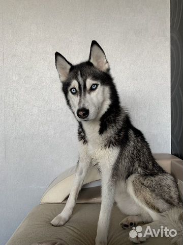 Сибирский хаски отдаю