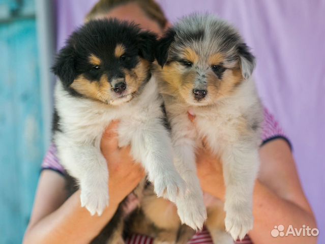 Малыши колли