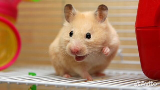 Отдадим двух хомяков в добрый руки