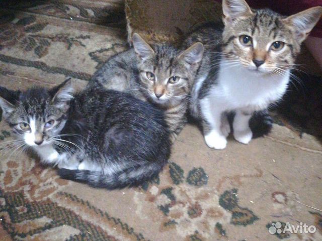 Кошки и кот 3 месяца
