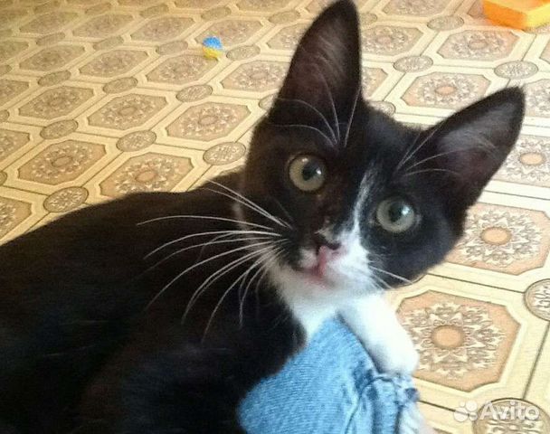 Котёнок Буся ищет дом
