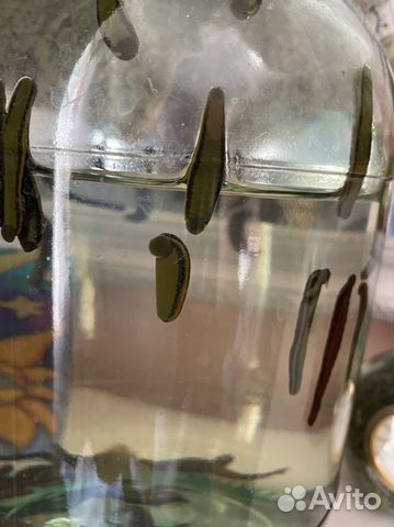 Пиявки медицинские