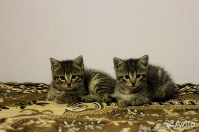Котята-лапочки