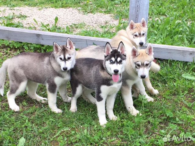 Щенки хаски 3,5 месяца