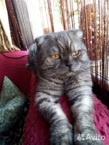 Интеллигентный котик в добрые руки