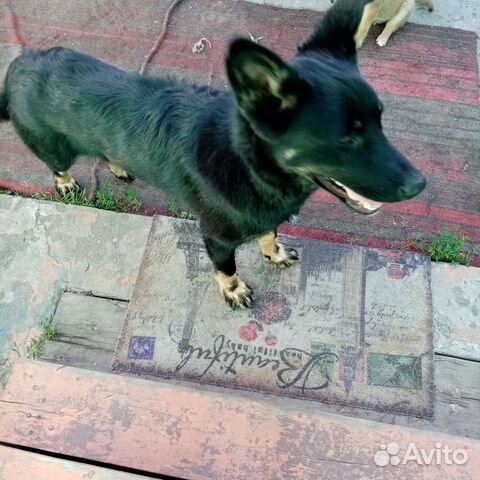 Добрый пёс Цезарь