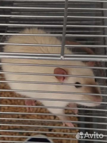 Сиамская крыса