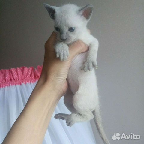 Сфинкс донской браш даром
