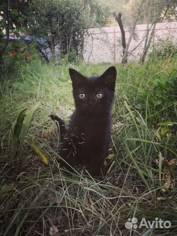 Кошечка чёрная 2 месяца