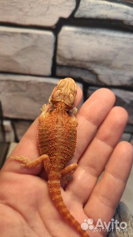 Бородатая агама