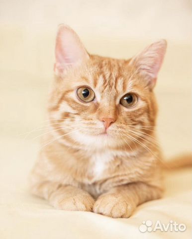 Солнечный рыжий котик Чили 9 месяцев в дар