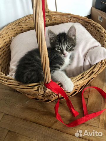 Котёнок Арчи ищет дом
