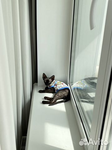 Котята девон-рекс