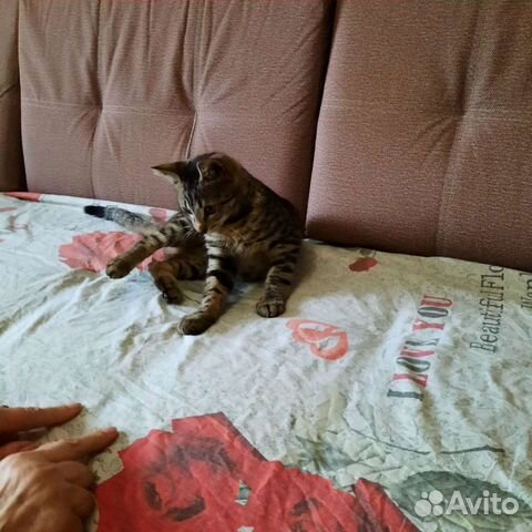 Двухмесячный котик