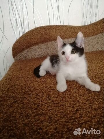 Самый добры и ласковый котик 2 мес