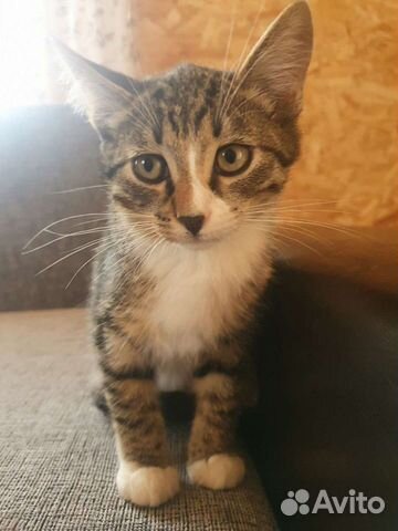 Котик 2.5 мес