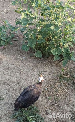 Цесарки чернильного окраса