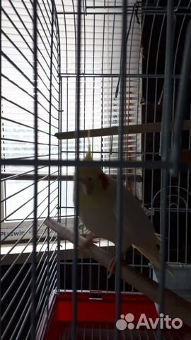 Попугай корелла с клеткой