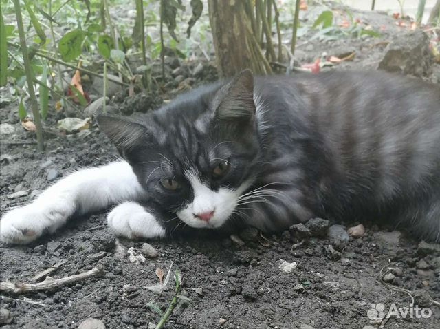 Котик в добрые ручки