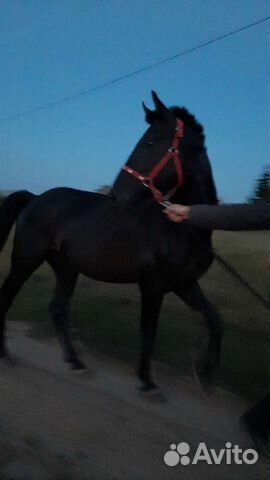 Руский рысак