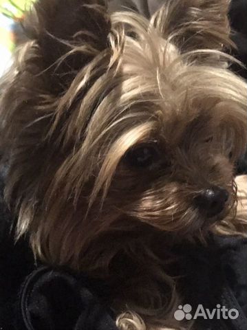 Продам собаку вместе с сестрой