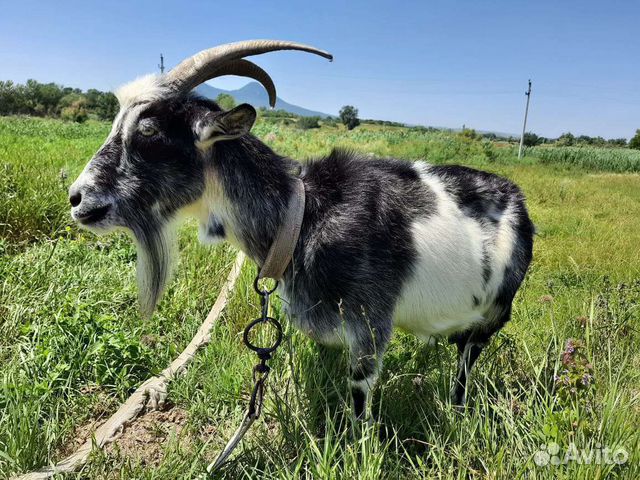 Коза котная