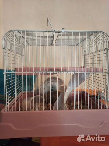 Декоративная крыса