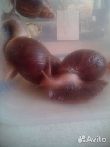 Улитки ахатины бесплатно