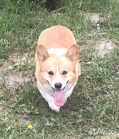 Вельштерьер вязка