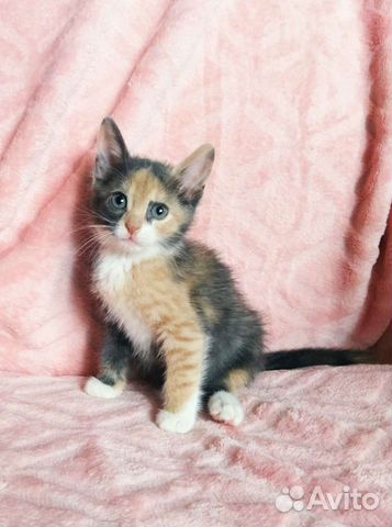 Кошка котёнок 2 месяца трёхцветная