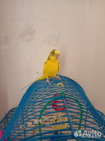 Отдаю волнистого попугая с клеткой бесплатно