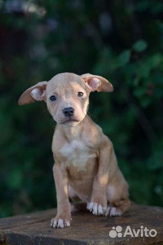 Щенок амстаффик