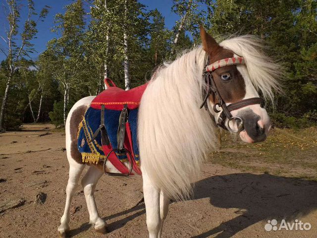 Продам пони