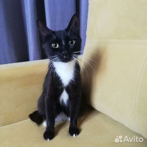Кошка в добрые руки бесплатно как котёнок миниатюр