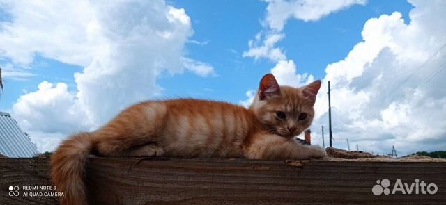 Рыжий котëнок к деньгам в доме