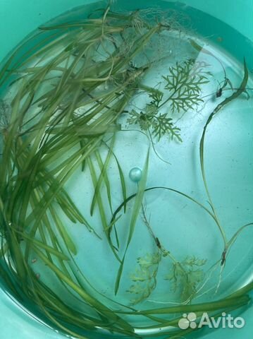 Аквариумные растения прополка