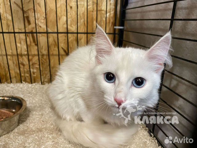 Кошечка Глафира ищет семью