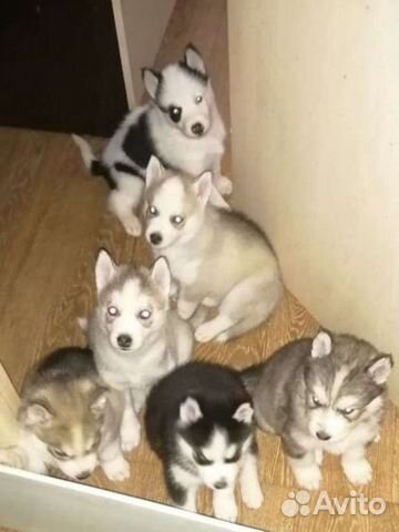 Щенки сибирской хаски