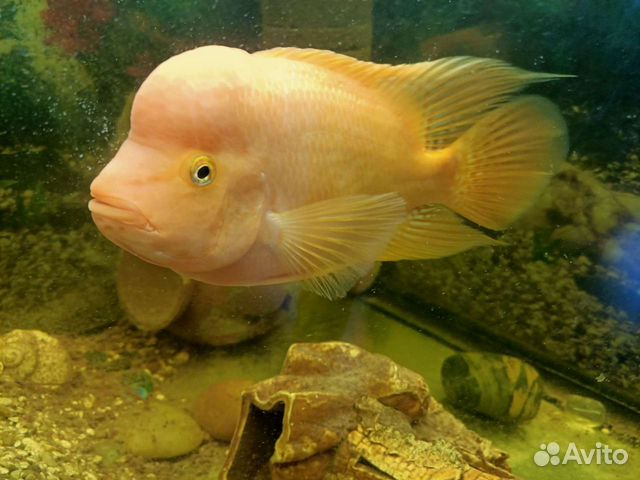 Аквариумная рыбка Лабиатум