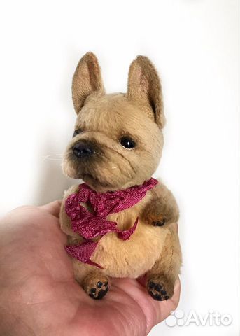 Тедди французский бульдог