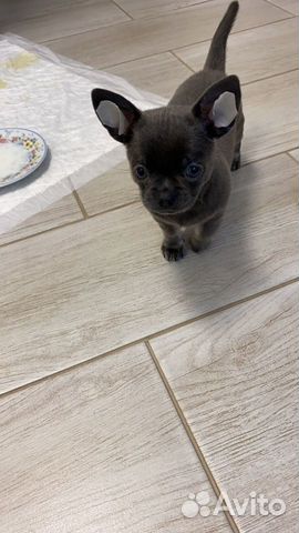 Чихуахуа 2 месяца