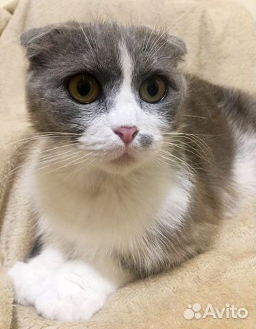 Кошечка Сара ищет дом