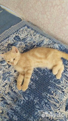 Шотланский котенок