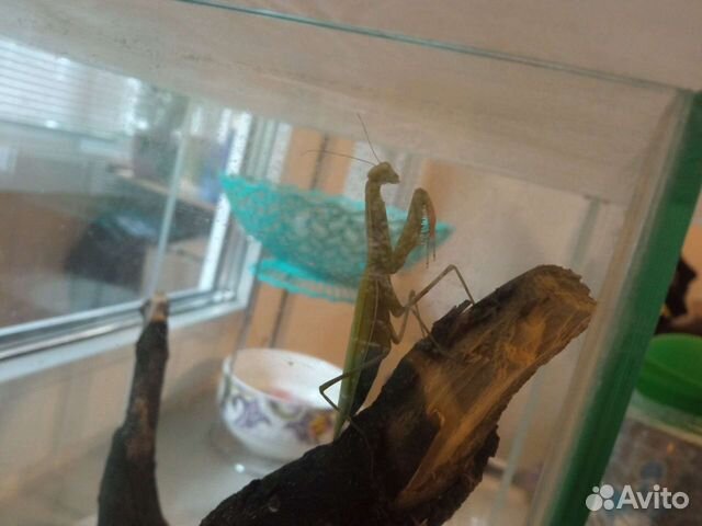 Отдам Богомола в добрые руки