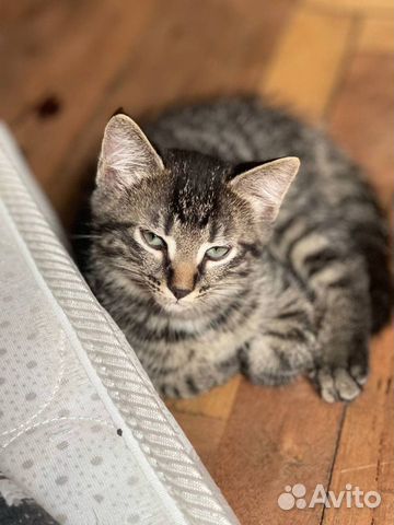 Котёнок. Мальчик. 2,5 месяца